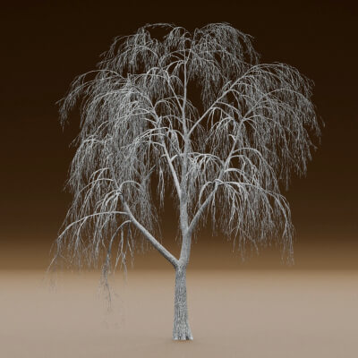 Bay Willow Tree - 3D Model by Tree52787