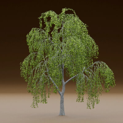 Bay Willow Tree - 3D Model by Tree52787