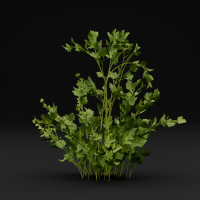 Parsley Plant - 3D Model by Tree52787