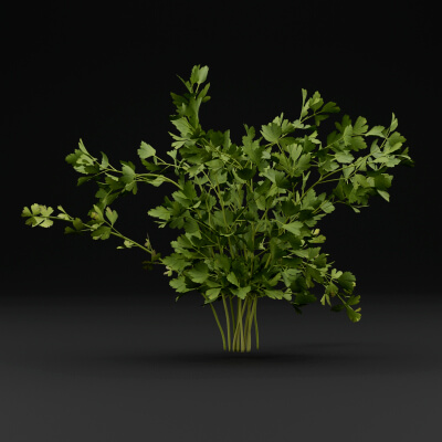 Parsley Plant - 3D Model by Tree52787