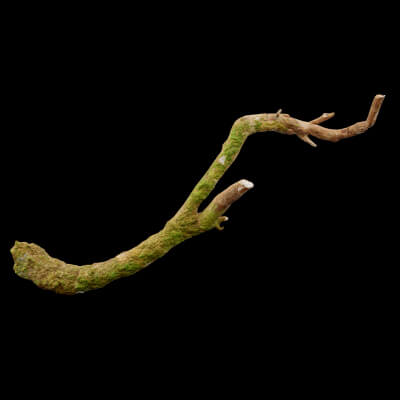 Realistic Tree Branch - 3D Model by Tree52787
