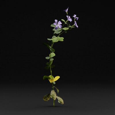Vinca Minor Plant - 3D Model by Tree52787