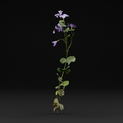 Vinca Minor Plant - 3D Model by Tree52787