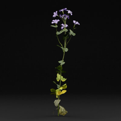 Vinca Minor Plant - 3D Model by Tree52787