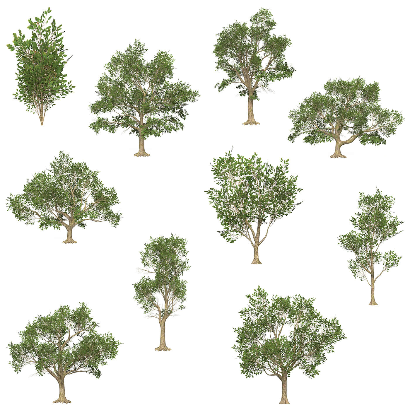 10 Game Ready Big Tree Collection - 3D Model by TreeWorld3d