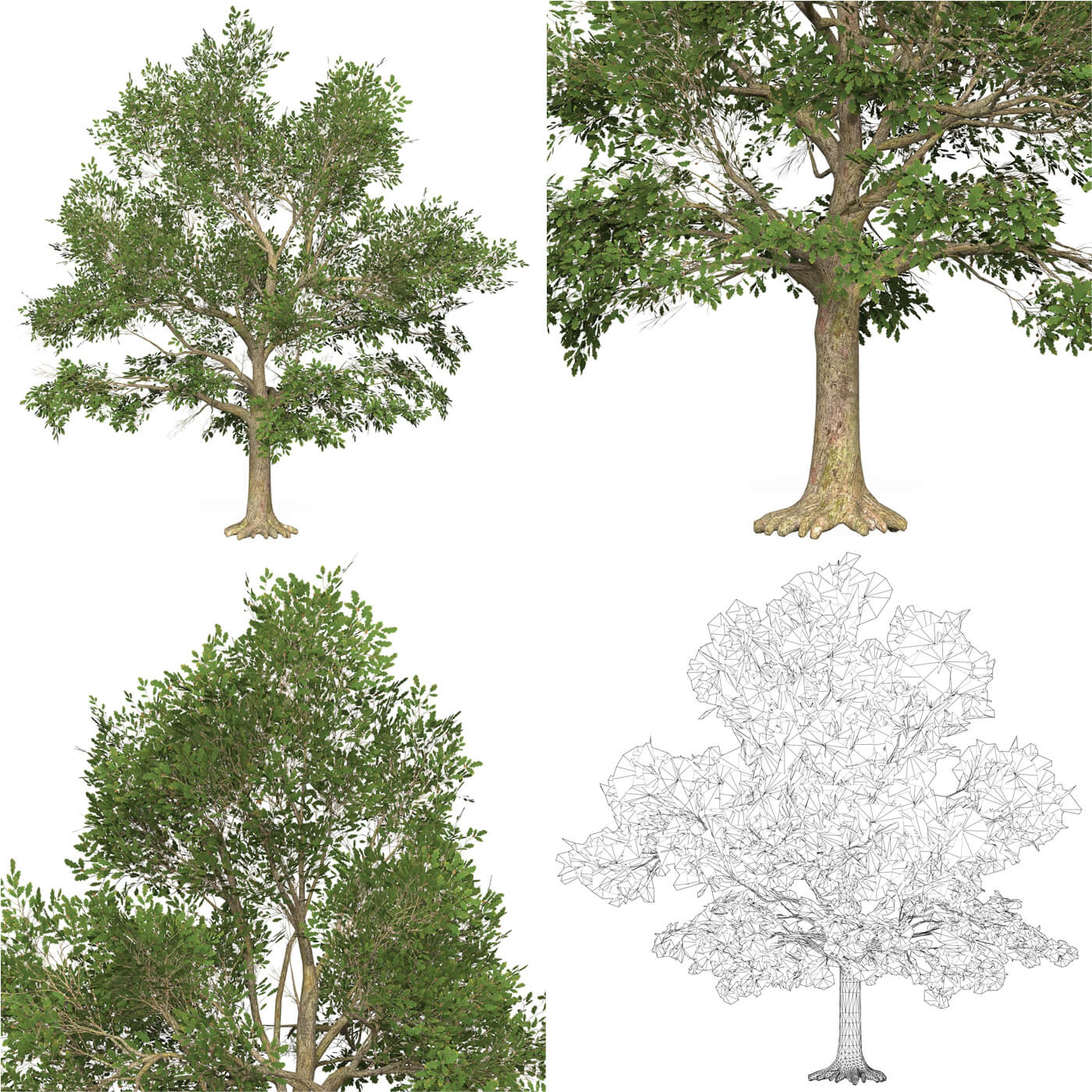 10 Game Ready Big Tree Collection - 3D Model by TreeWorld3d