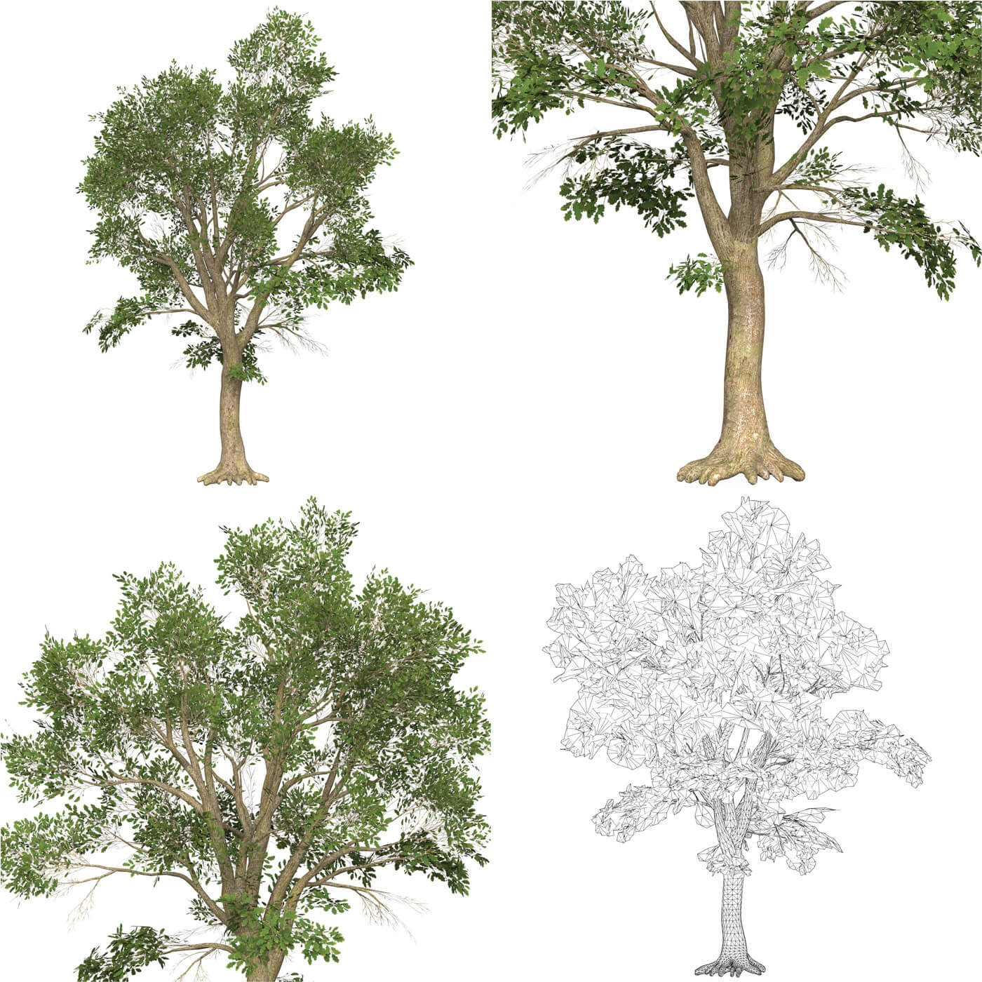 10 Game Ready Big Tree Collection - 3D Model by TreeWorld3d