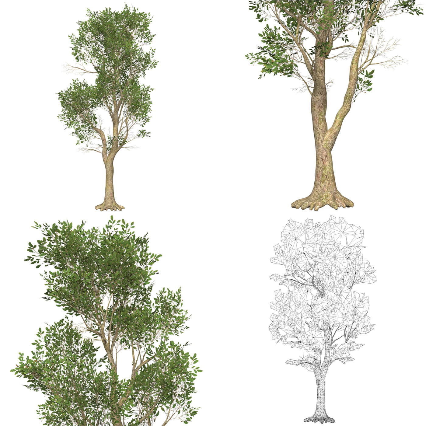 10 Game Ready Big Tree Collection - 3D Model by TreeWorld3d