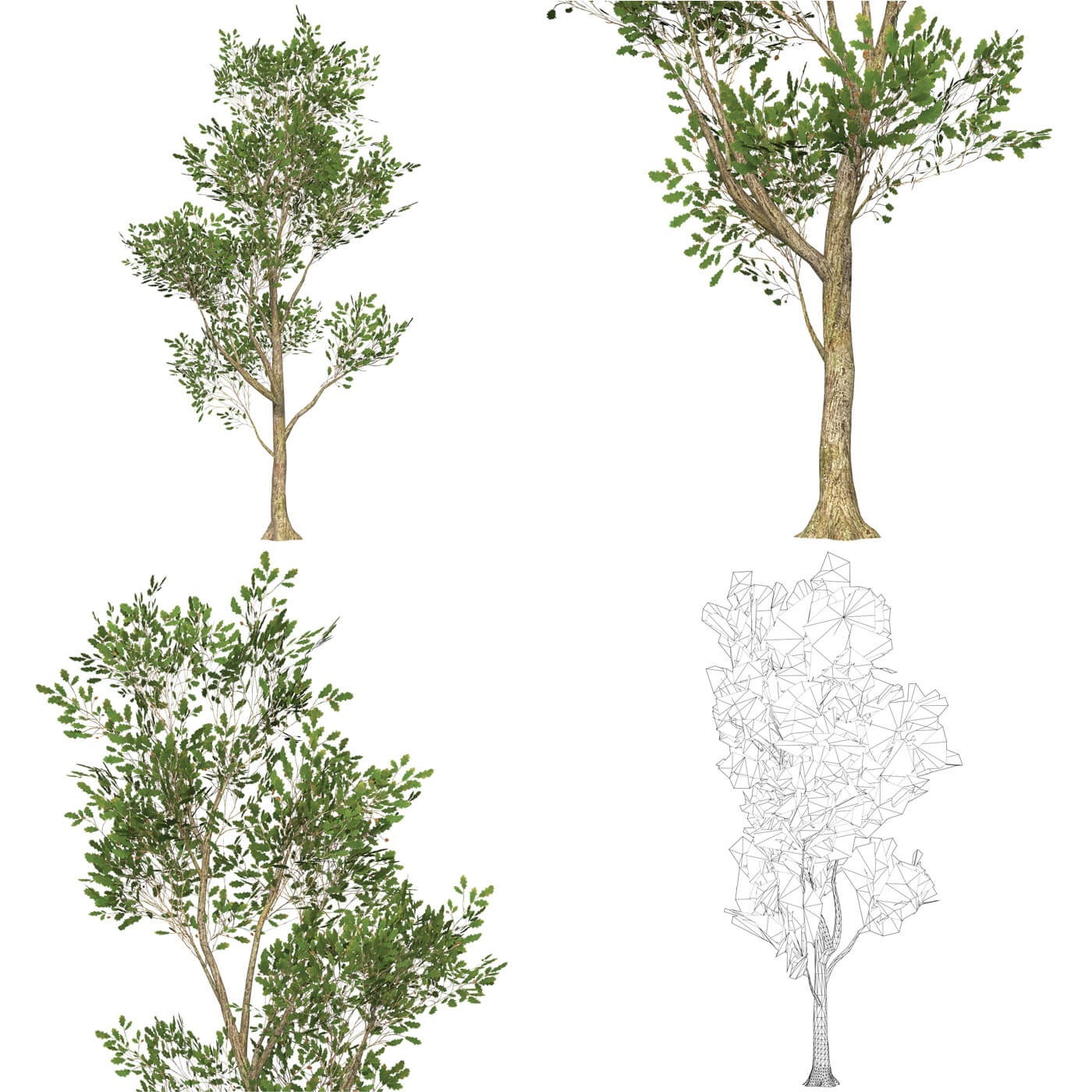 10 Game Ready Big Tree Collection - 3D Model by TreeWorld3d