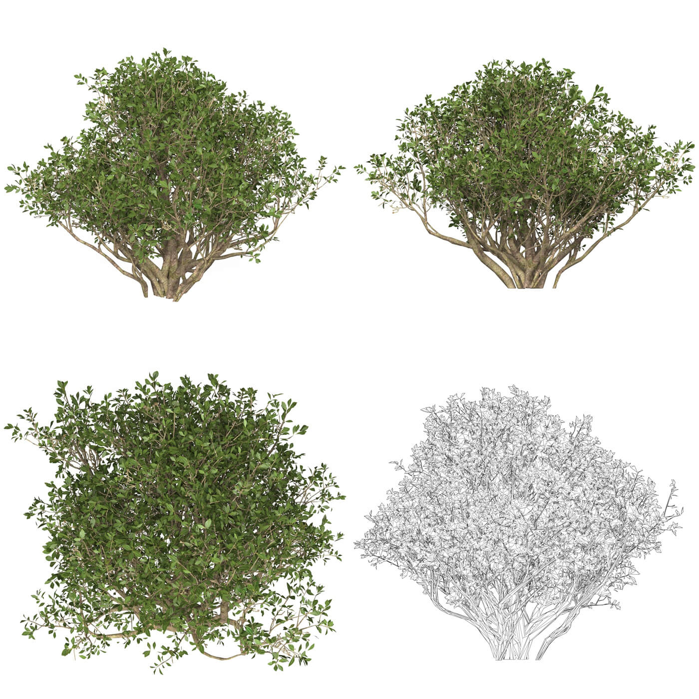 10 Game Ready Plant Bush Collection - 3D Model by TreeWorld3d