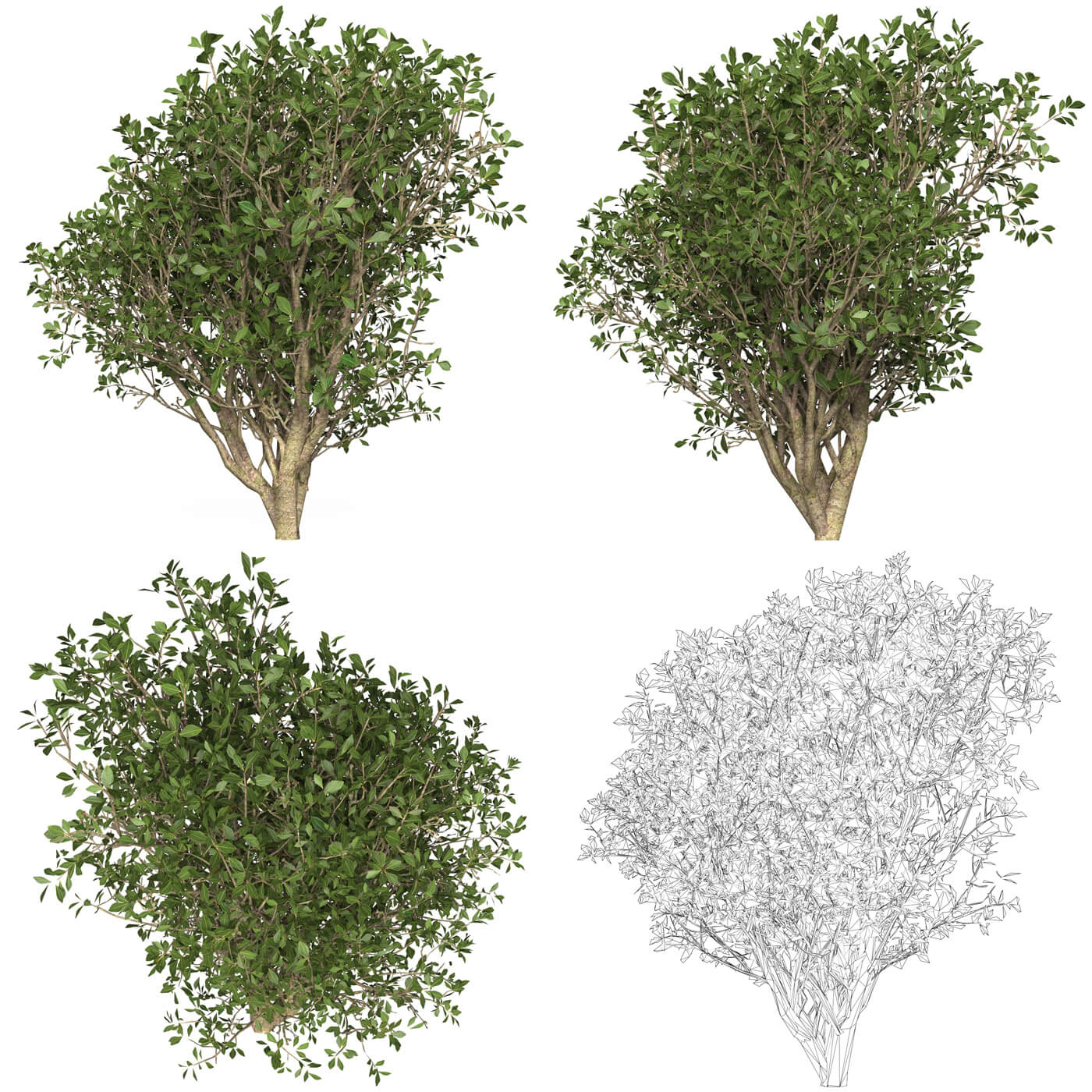 10 Game Ready Plant Bush Collection - 3D Model by TreeWorld3d