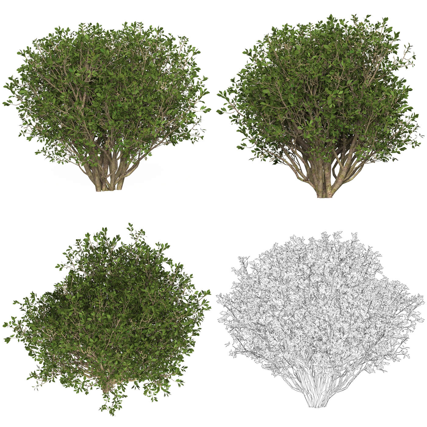10 Game Ready Plant Bush Collection - 3D Model by TreeWorld3d