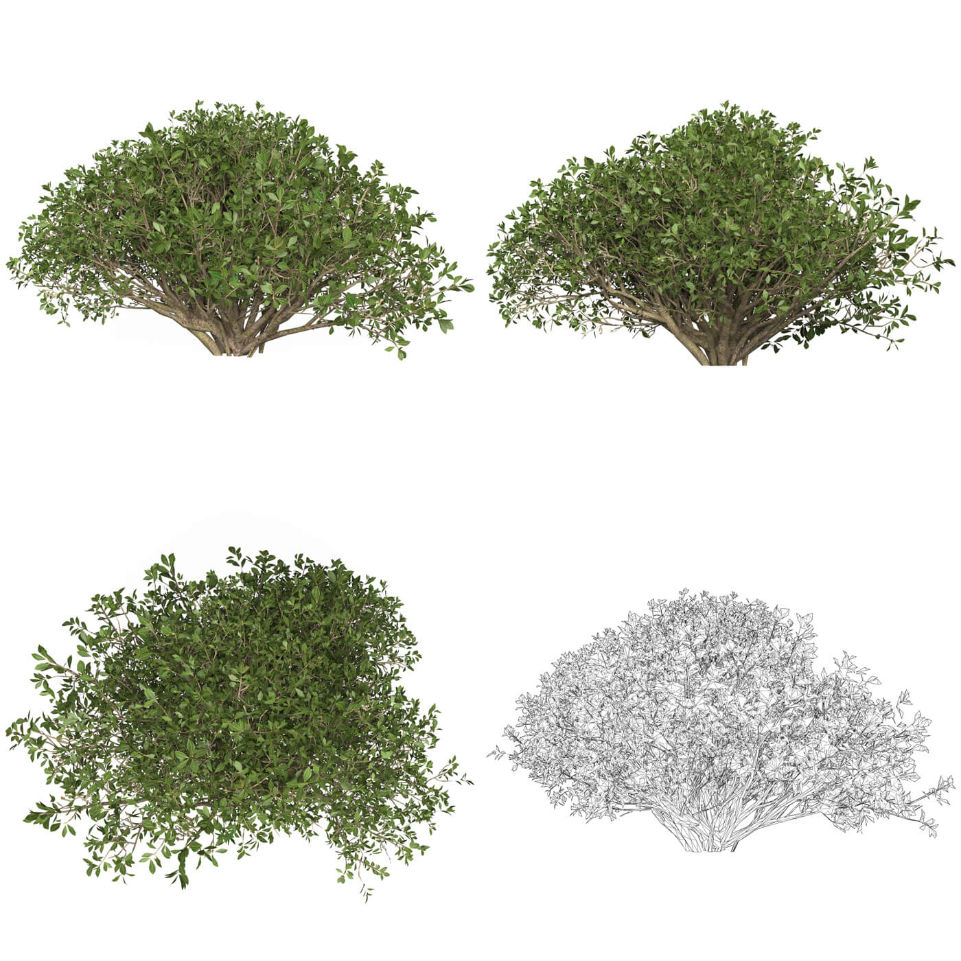 10 Game Ready Plant Bush Collection - 3D Model by TreeWorld3d