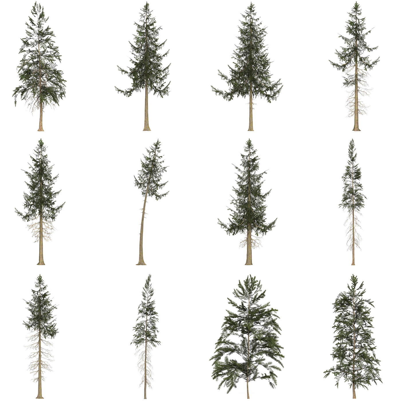 12 Game Ready Pine Tree Collection - 3D Model by TreeWorld3d