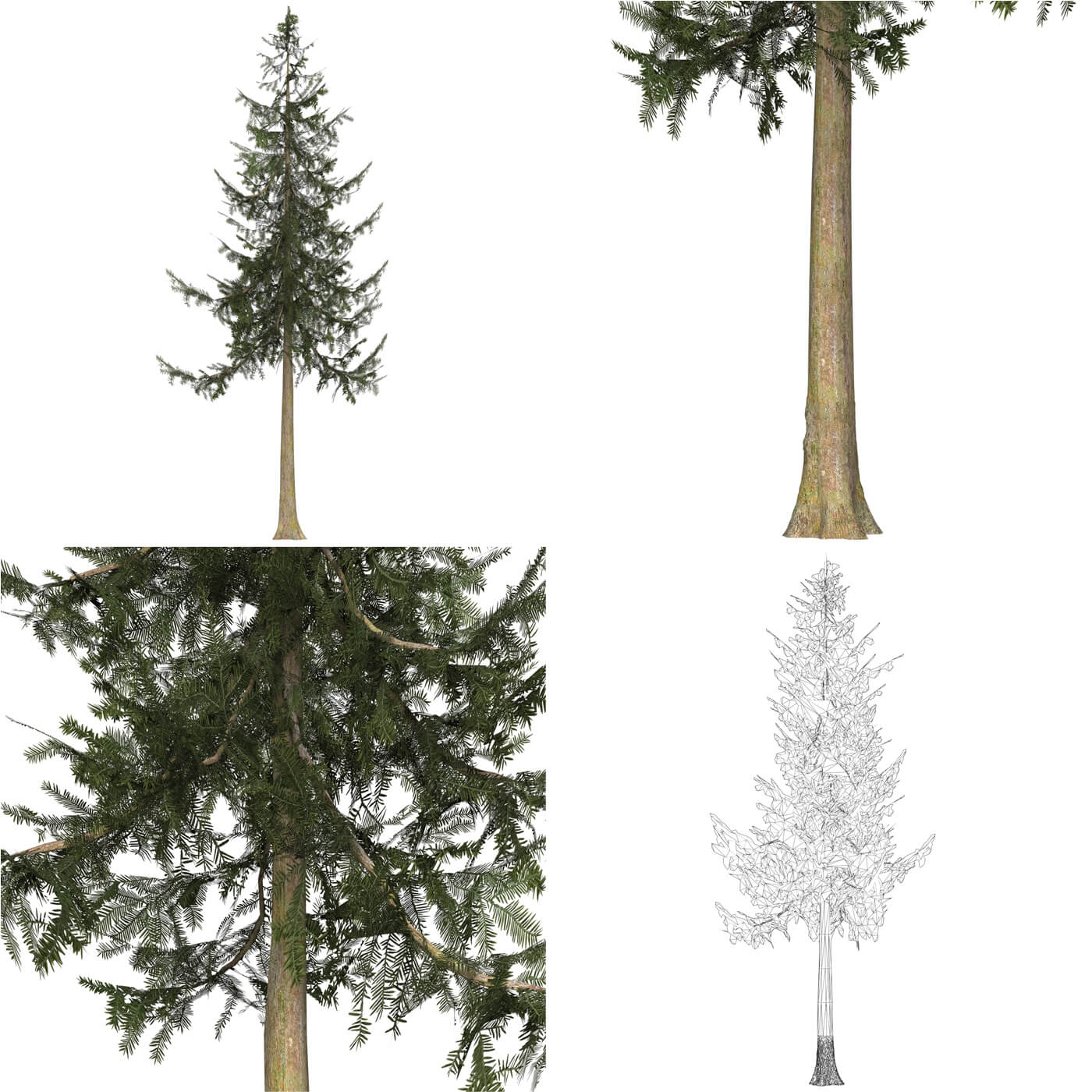 12 Game Ready Pine Tree Collection - 3D Model by TreeWorld3d