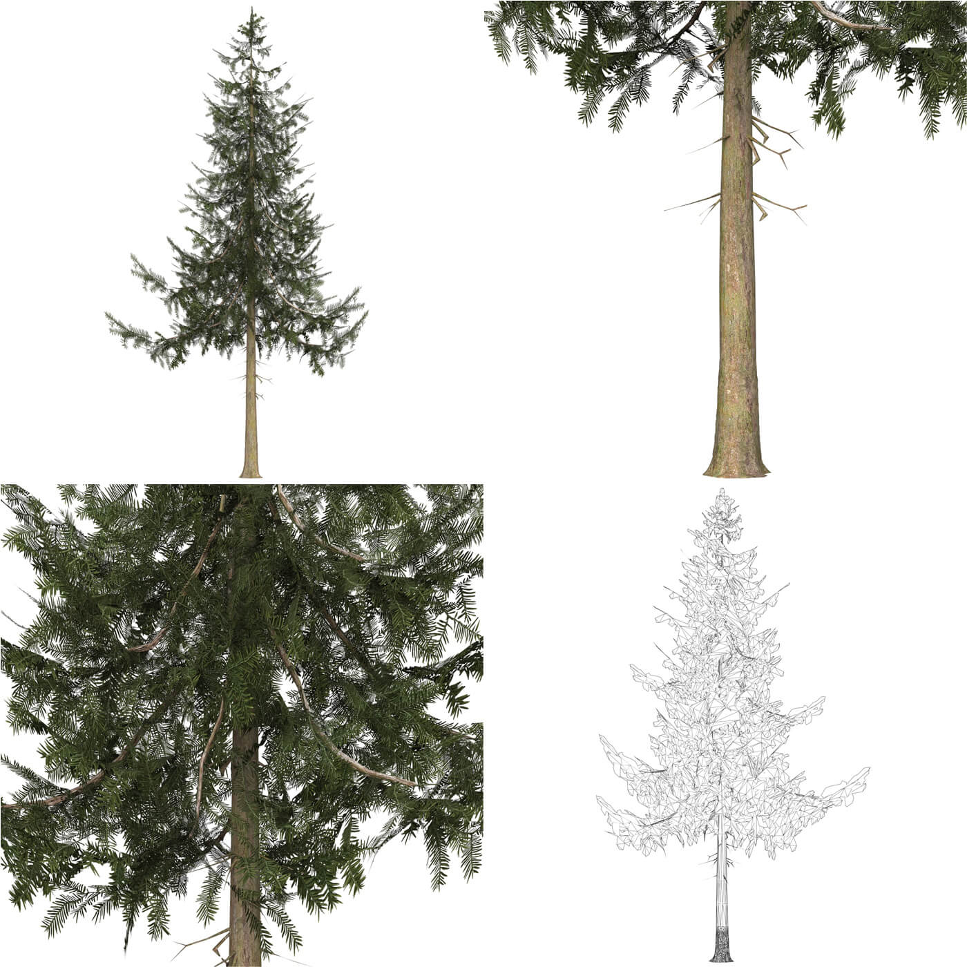 12 Game Ready Pine Tree Collection - 3D Model by TreeWorld3d
