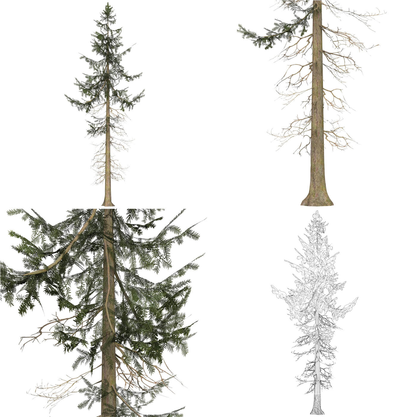 12 Game Ready Pine Tree Collection - 3D Model by TreeWorld3d