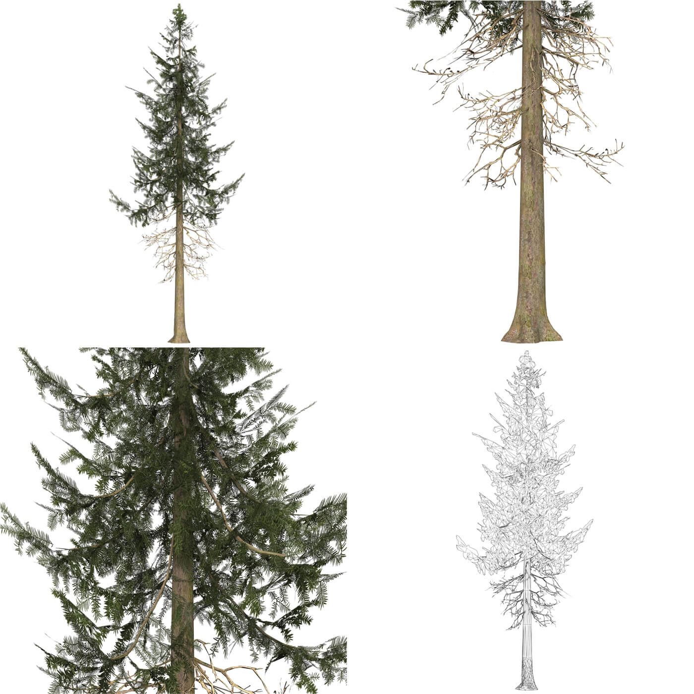 12 Game Ready Pine Tree Collection - 3D Model by TreeWorld3d