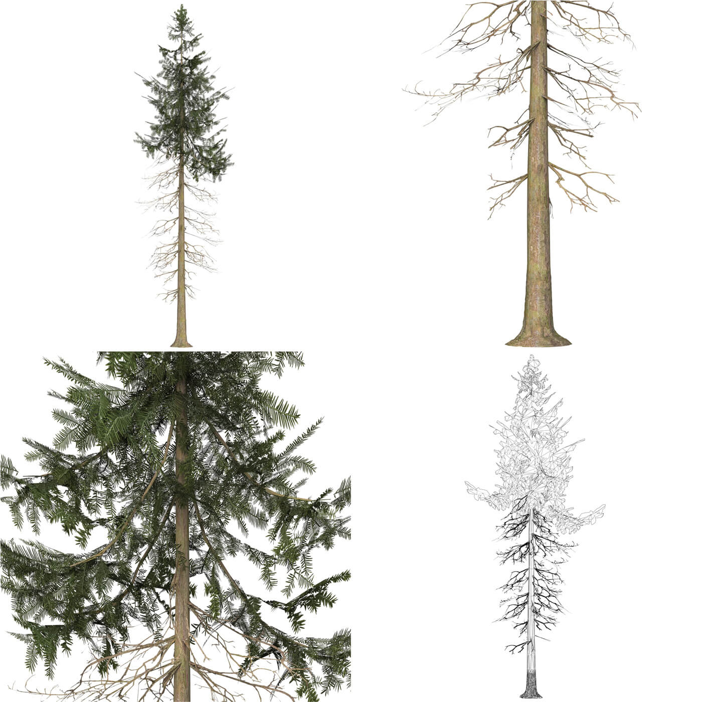 12 Game Ready Pine Tree Collection - 3D Model by TreeWorld3d
