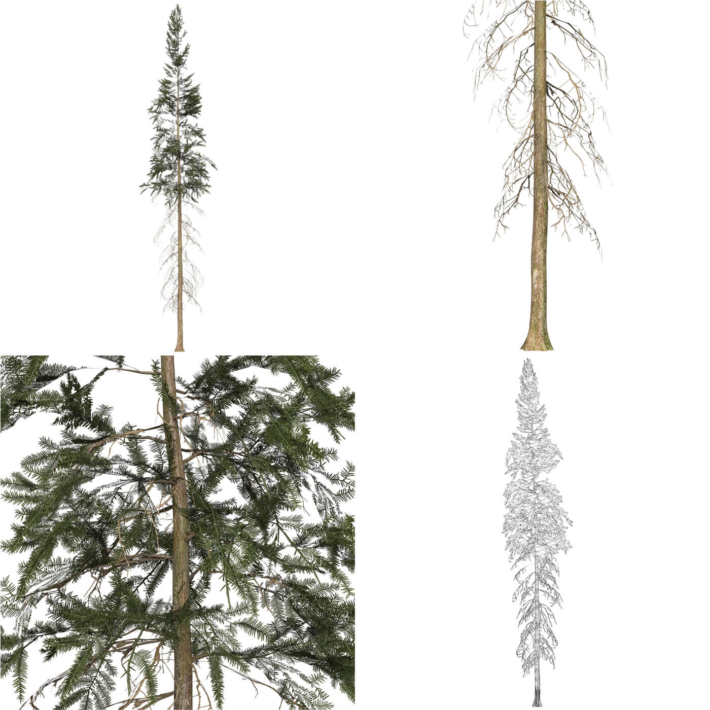 12 Game Ready Pine Tree Collection - 3D Model by TreeWorld3d