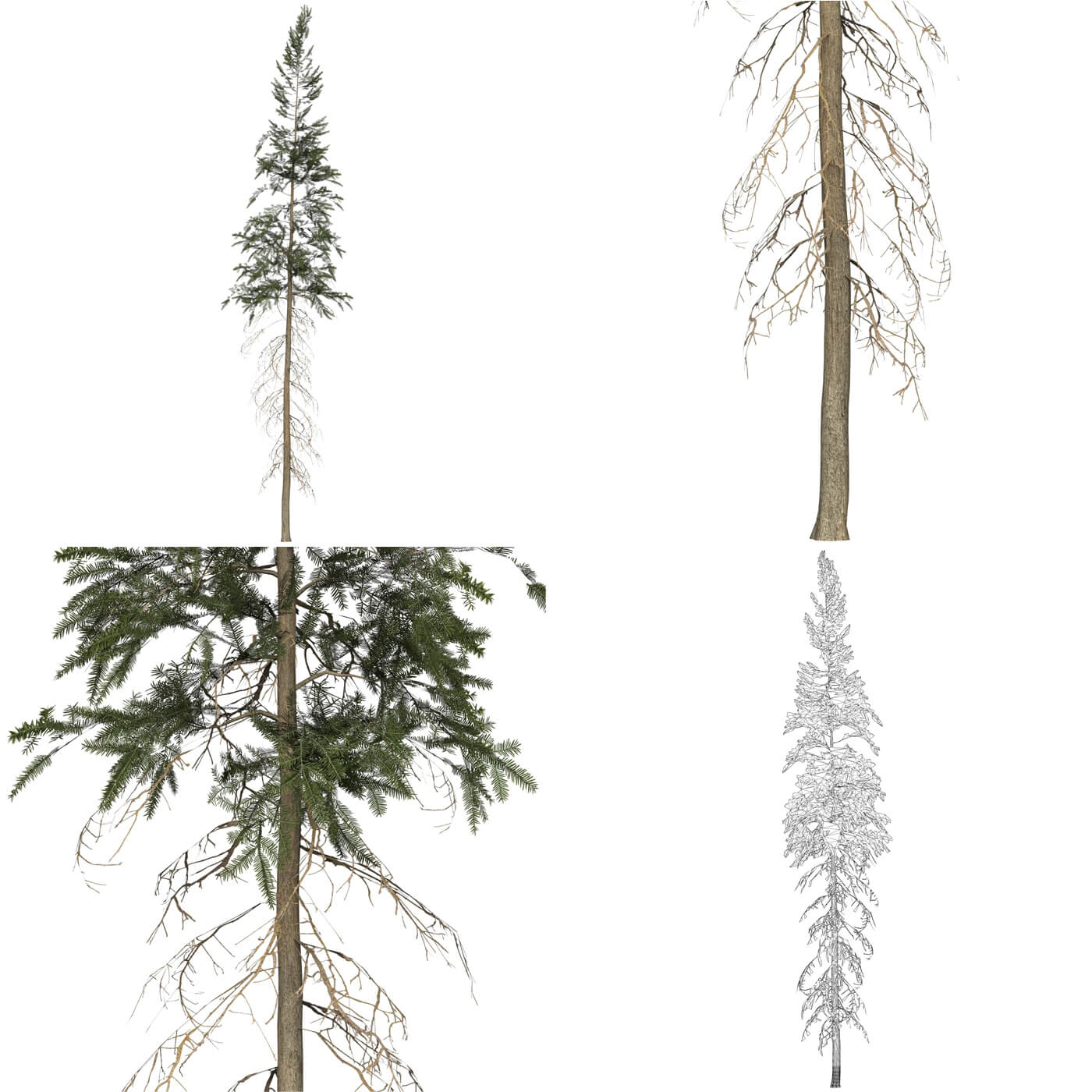 12 Game Ready Pine Tree Collection - 3D Model by TreeWorld3d