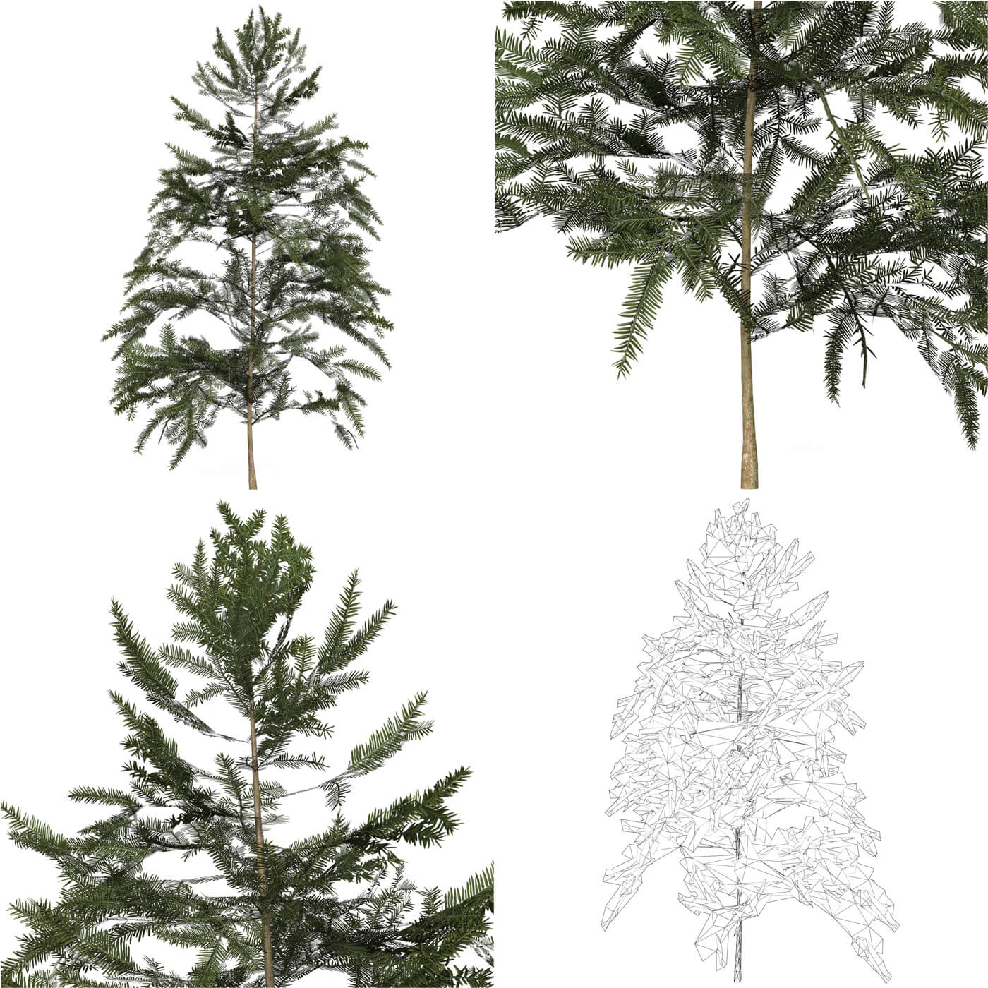 12 Game Ready Pine Tree Collection - 3D Model by TreeWorld3d