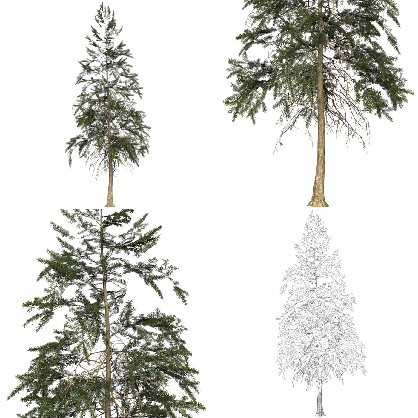 12 Game Ready Pine Tree Collection - 3D Model by TreeWorld3d