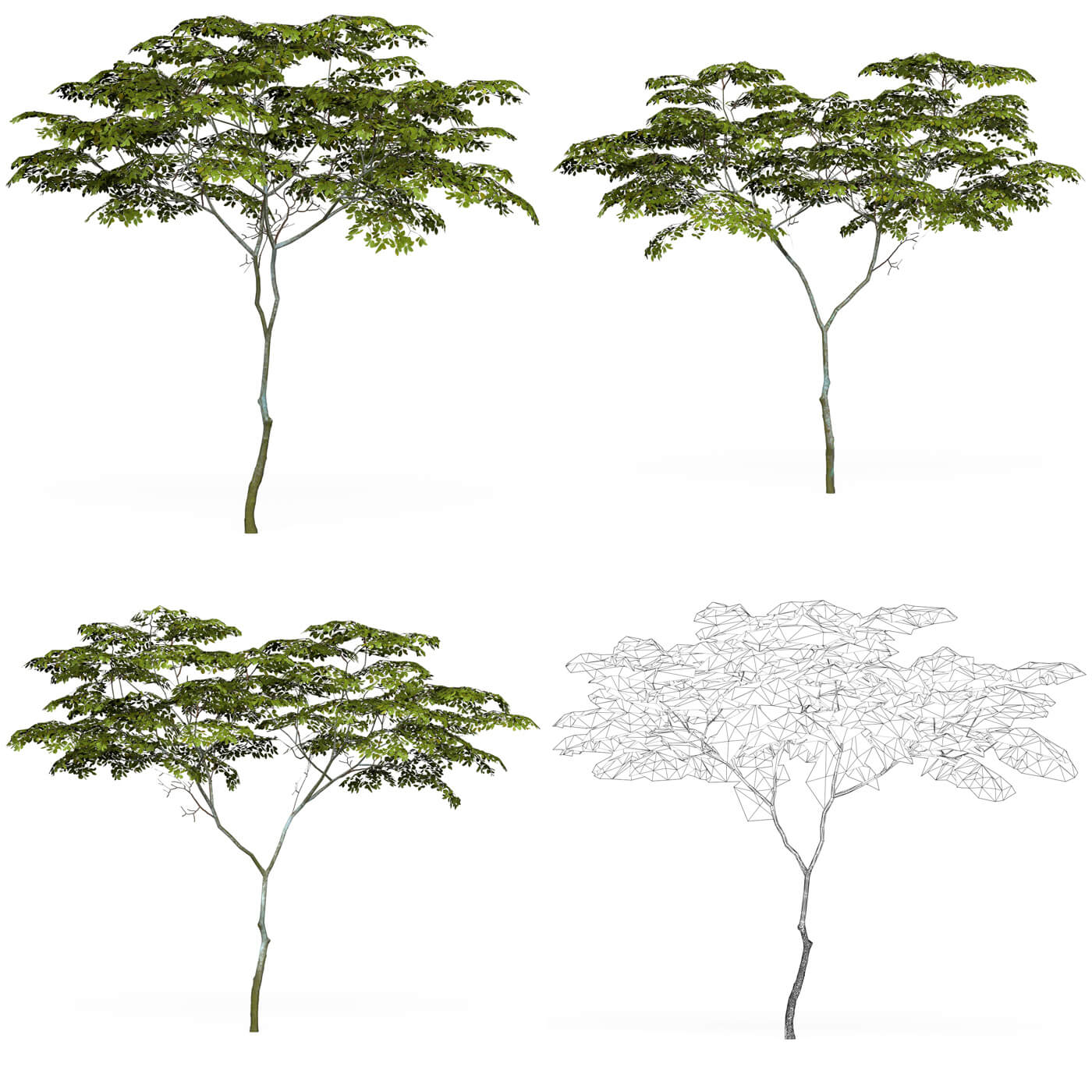32 Game Ready Tree Collection - 02 3D Model by TreeWorld3d