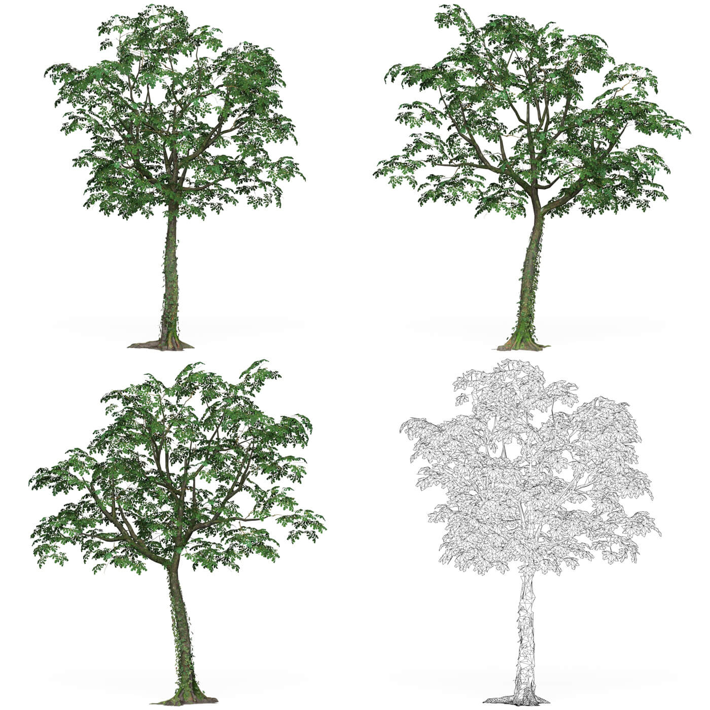 32 Game Ready Tree Collection - 02 3D Model by TreeWorld3d
