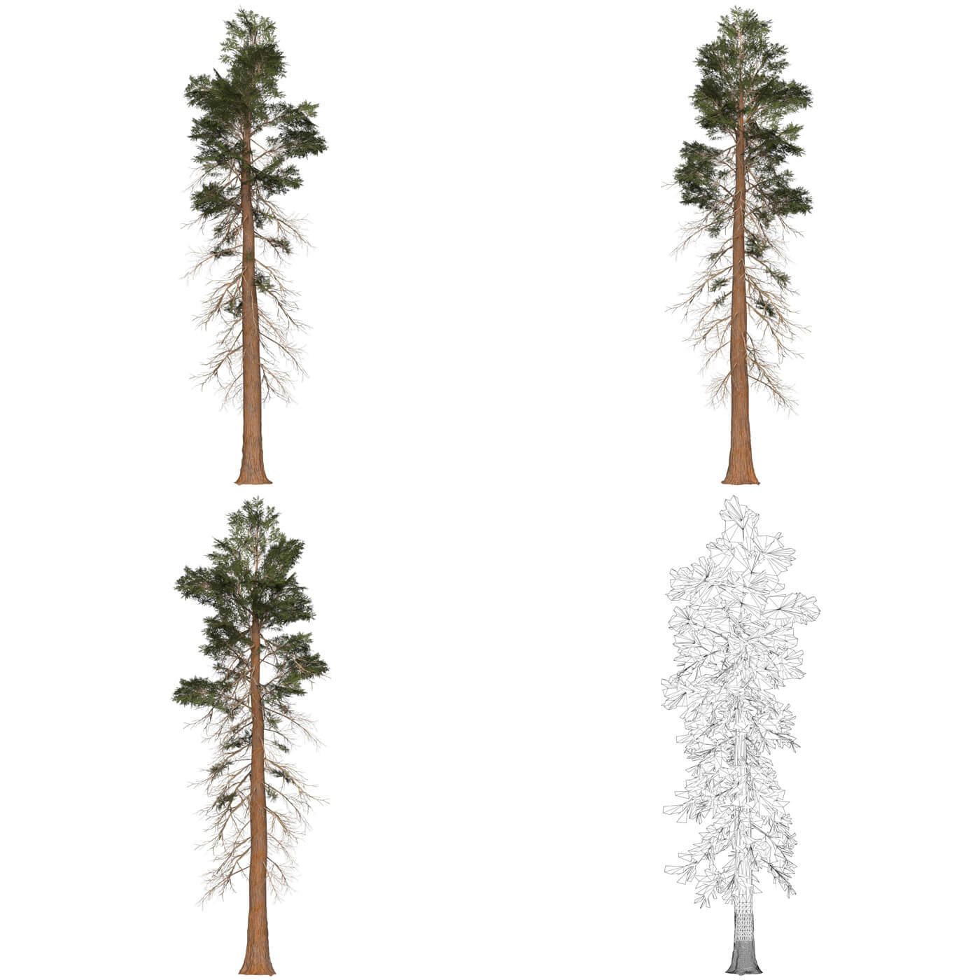 32 Game Ready Tree Collection - 02 3D Model by TreeWorld3d