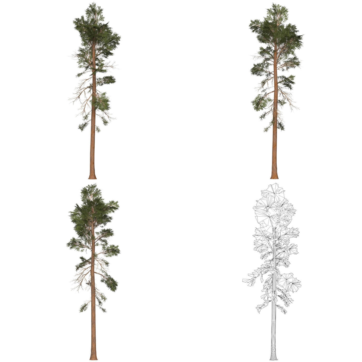 32 Game Ready Tree Collection - 02 3D Model by TreeWorld3d