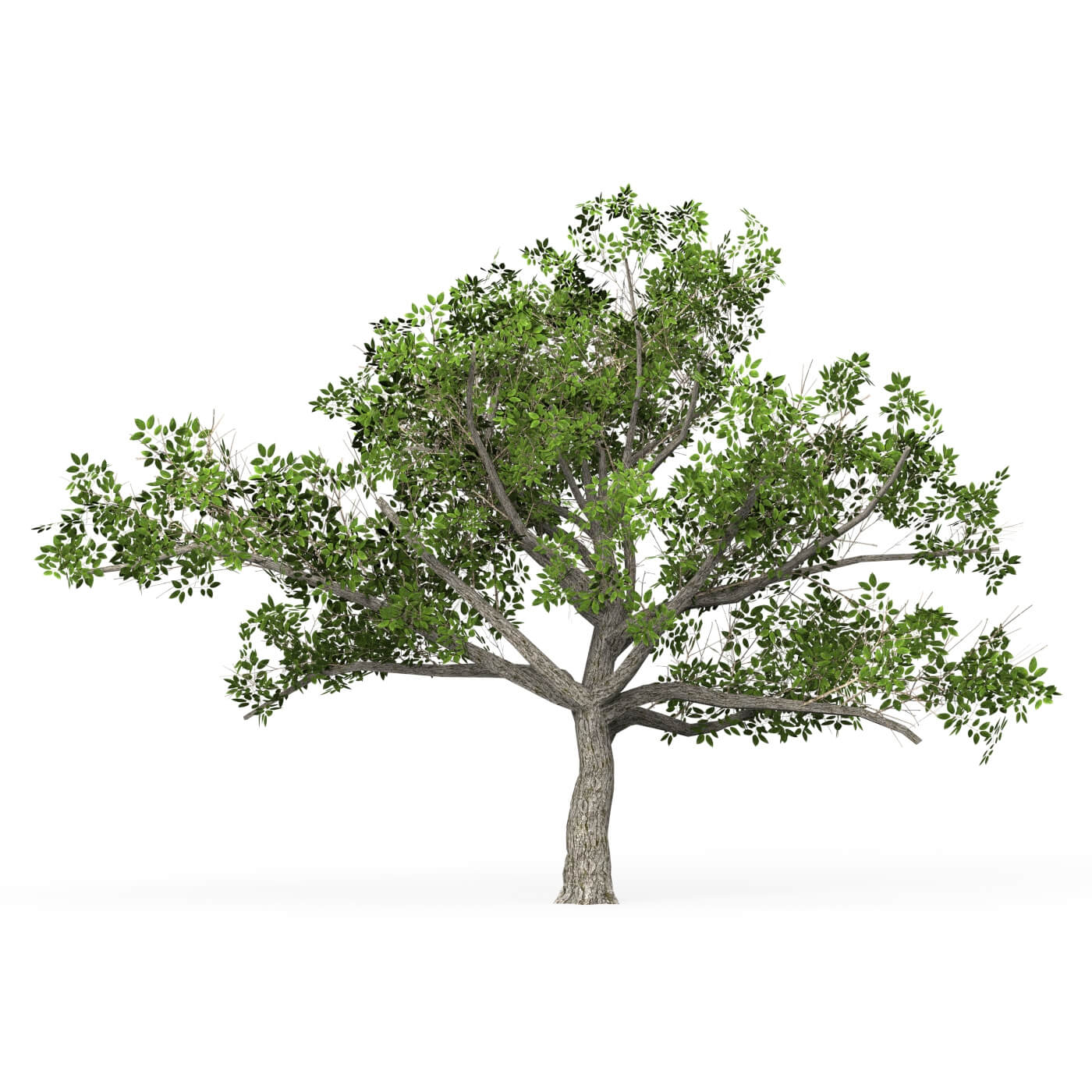 32 Realistic Low Poly Tree Collection - 3D Model by TreeWorld3d