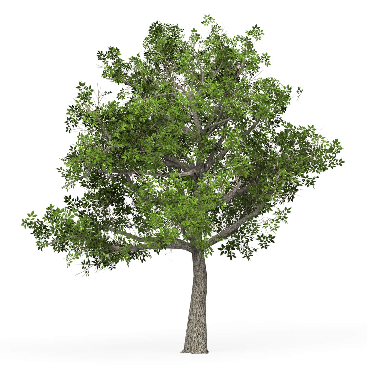 32 Realistic Low Poly Tree Collection - 3D Model by TreeWorld3d