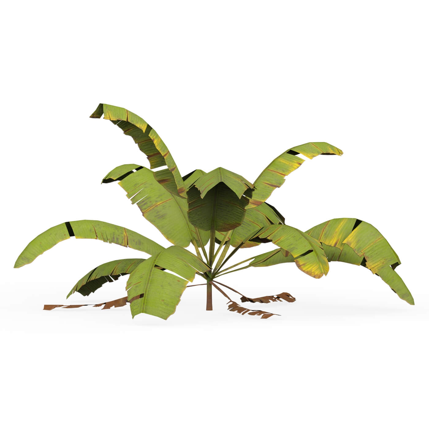 32 Realistic Low Poly Tree Collection - 3D Model by TreeWorld3d