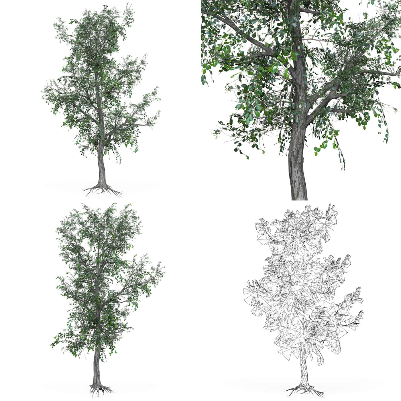 32 Realistic Low Poly Tree Collection - 3D Model by TreeWorld3d