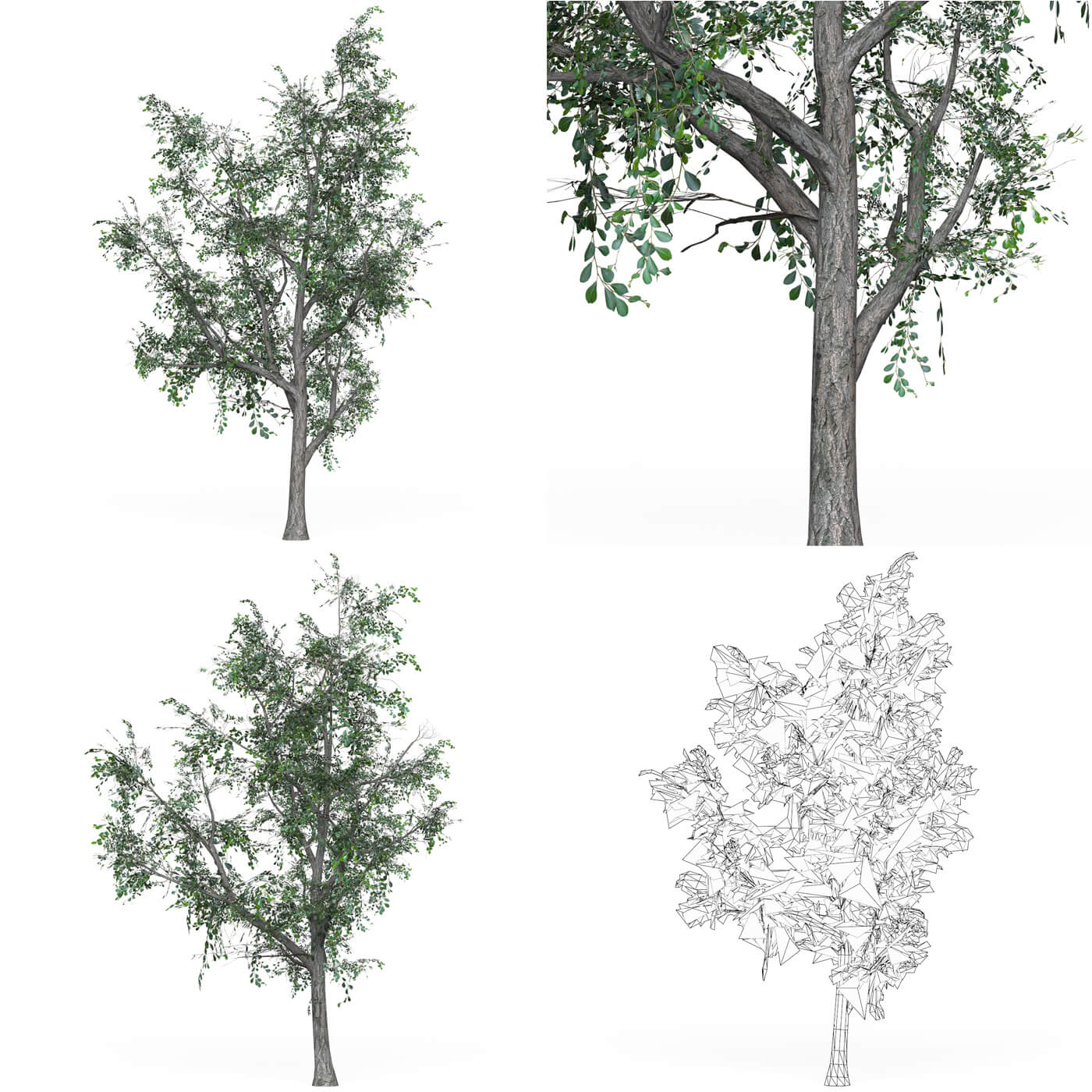 32 Realistic Low Poly Tree Collection - 3D Model by TreeWorld3d
