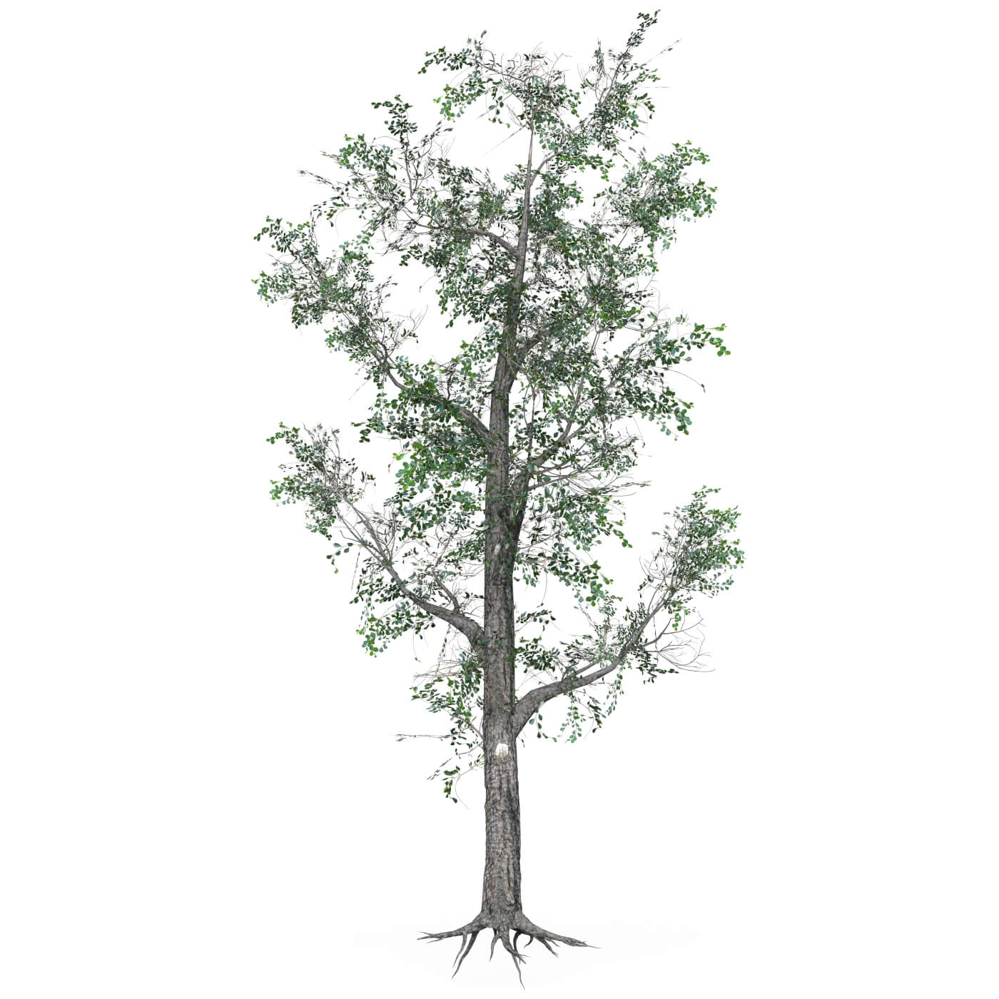 32 Realistic Low Poly Tree Collection - 3D Model by TreeWorld3d