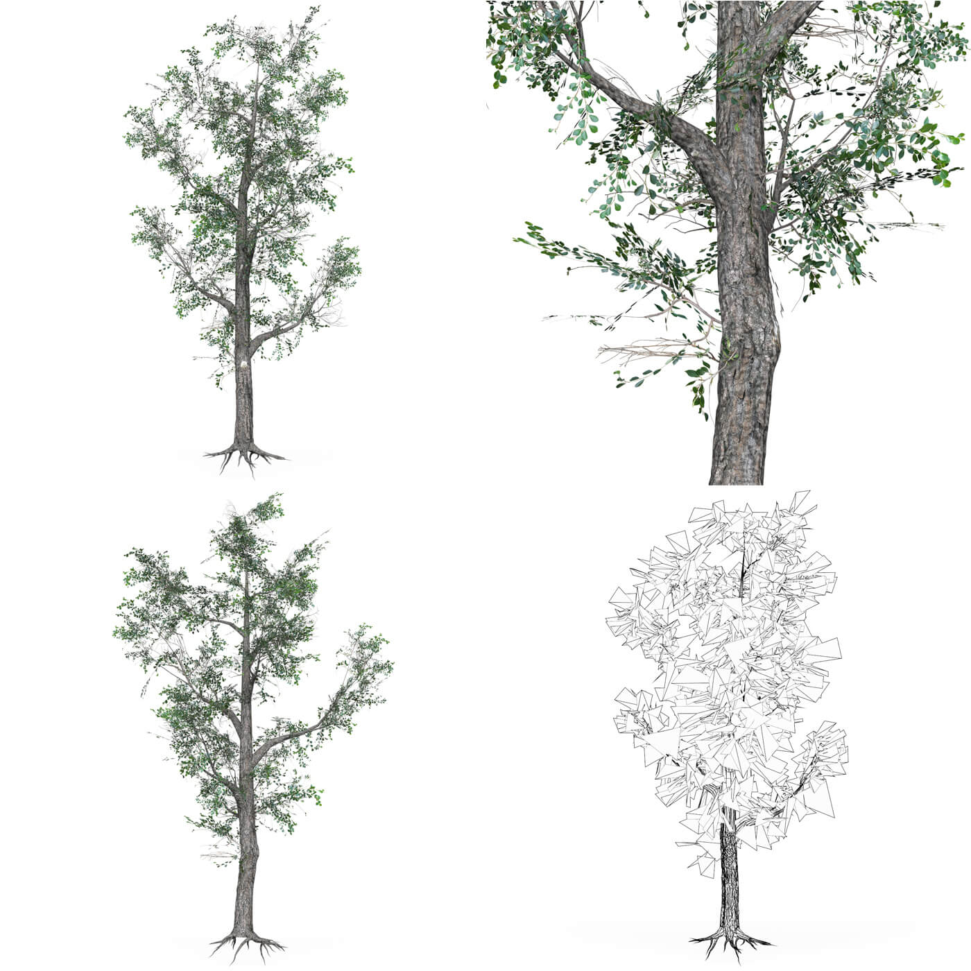 32 Realistic Low Poly Tree Collection - 3D Model by TreeWorld3d