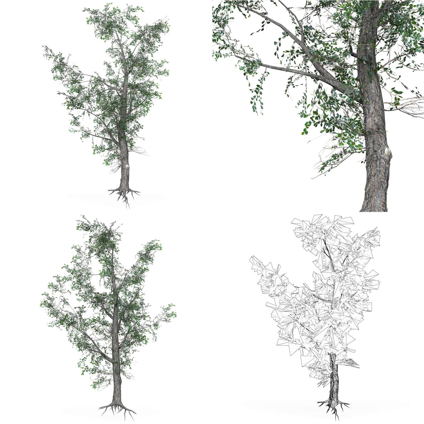 32 Realistic Low Poly Tree Collection - 3D Model by TreeWorld3d