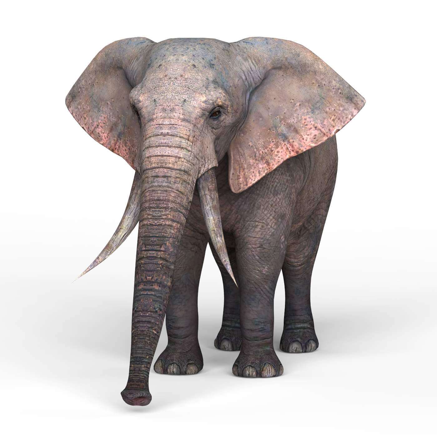 African Elephant - 3D Model by TreeWorld3d