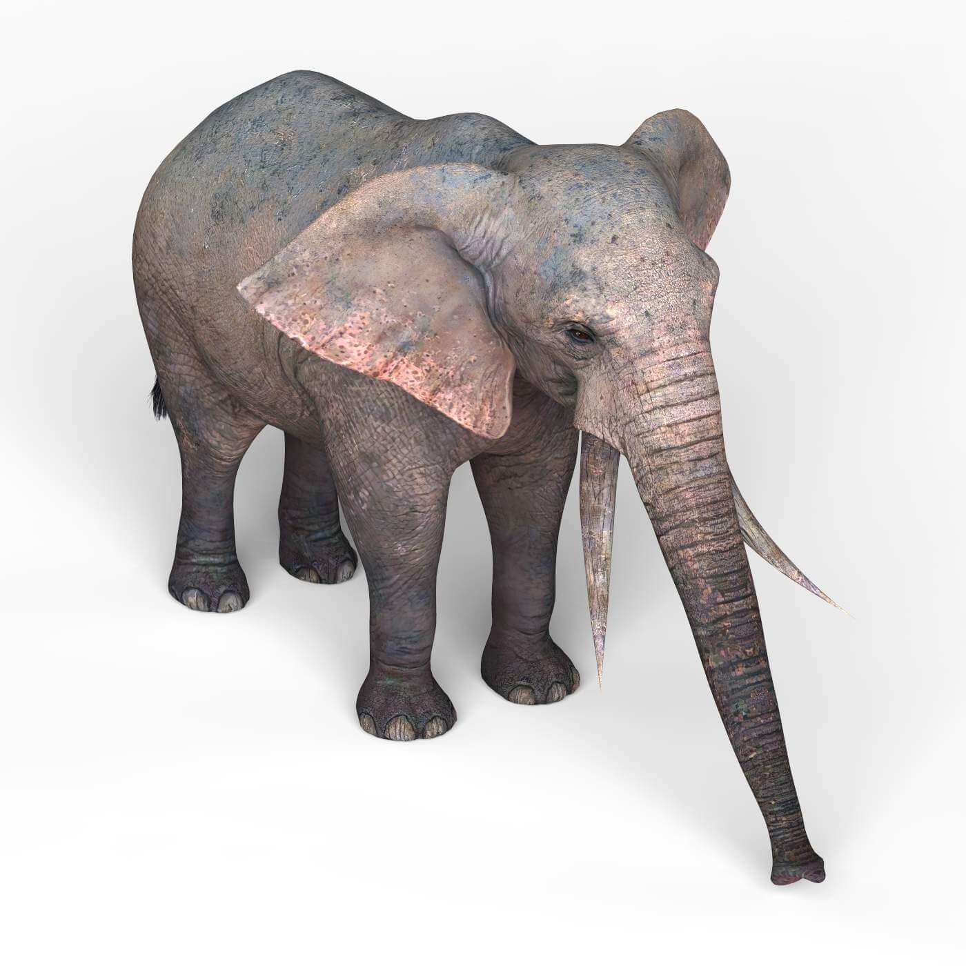 African Elephant - 3D Model by TreeWorld3d