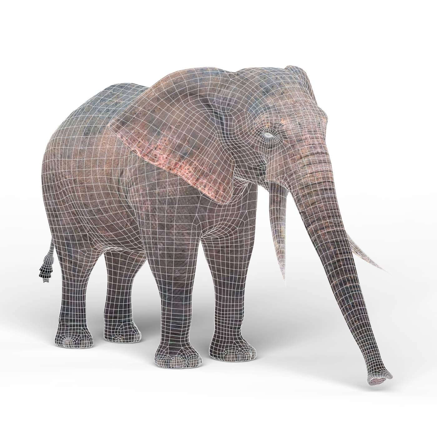 African Elephant - 3D Model by TreeWorld3d