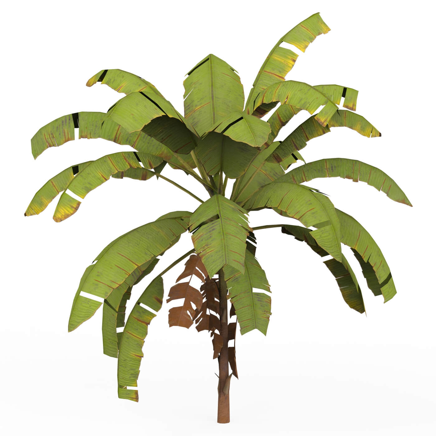 Banana Tree 01 - 3D Model by TreeWorld3d