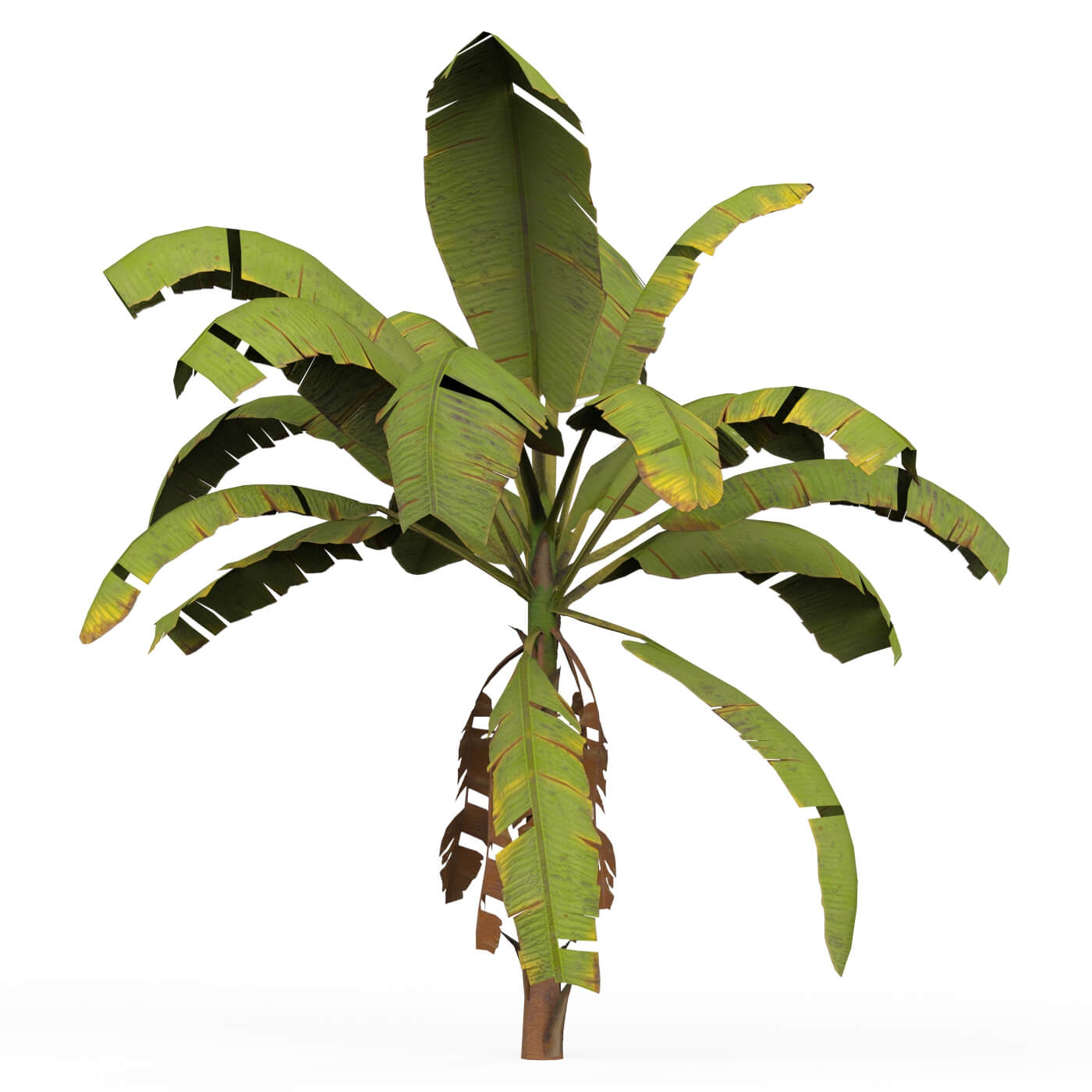 Banana Tree 02 - 3D Model by TreeWorld3d