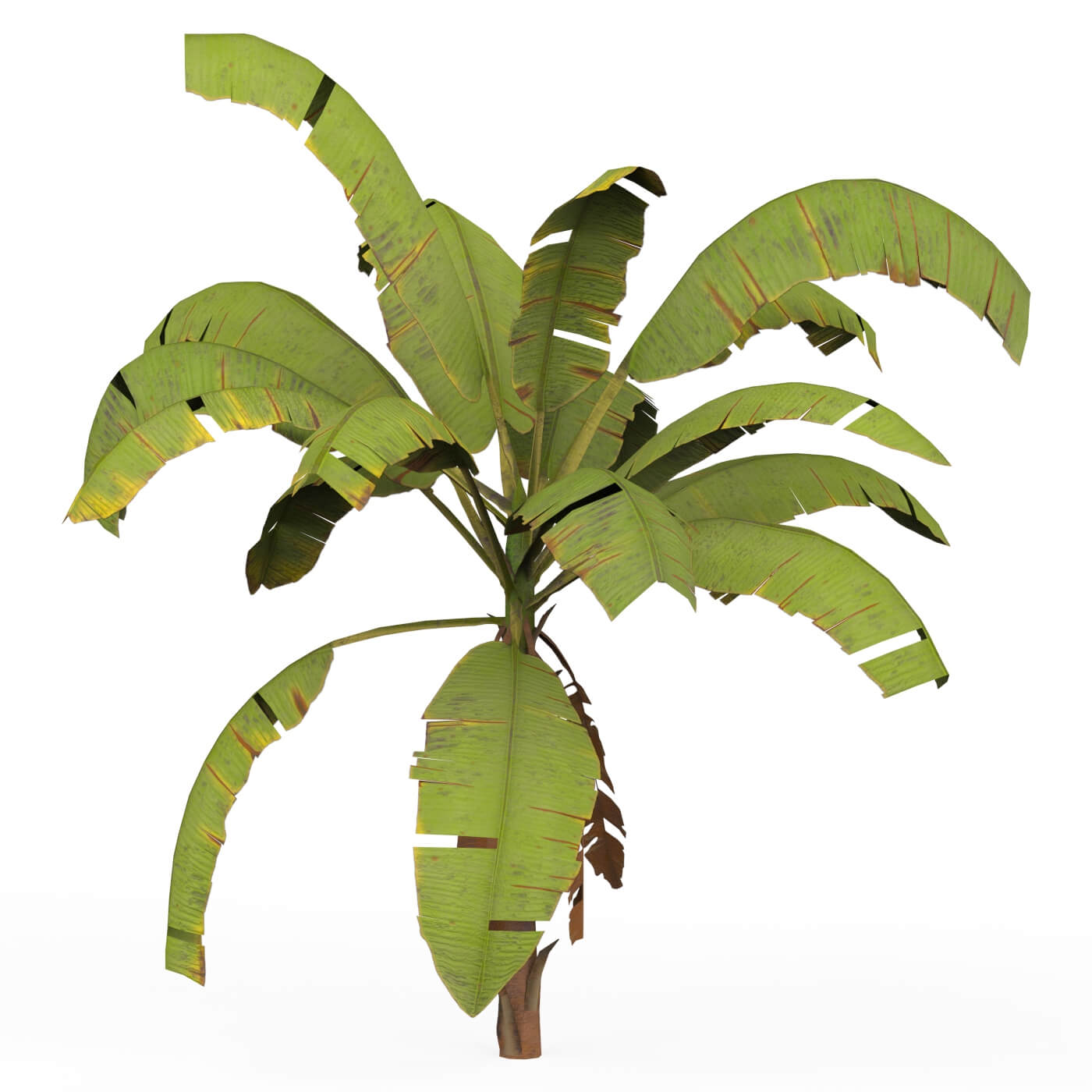 Banana Tree 02 - 3D Model by TreeWorld3d