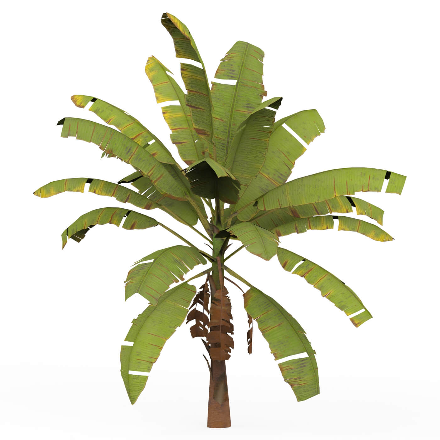 Banana Tree 03 - 3D Model by TreeWorld3d