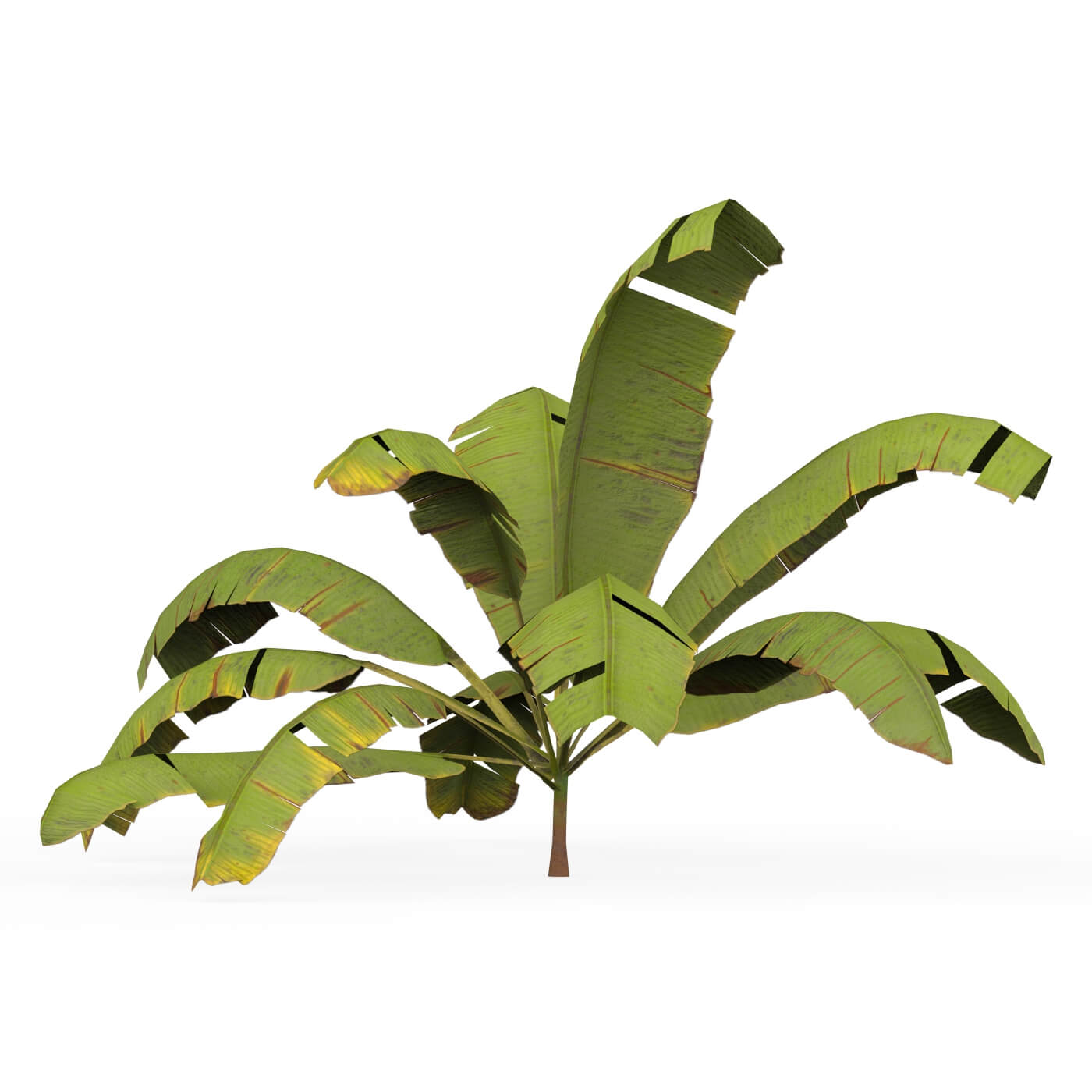 Banana Tree 05 - 3D Model by TreeWorld3d