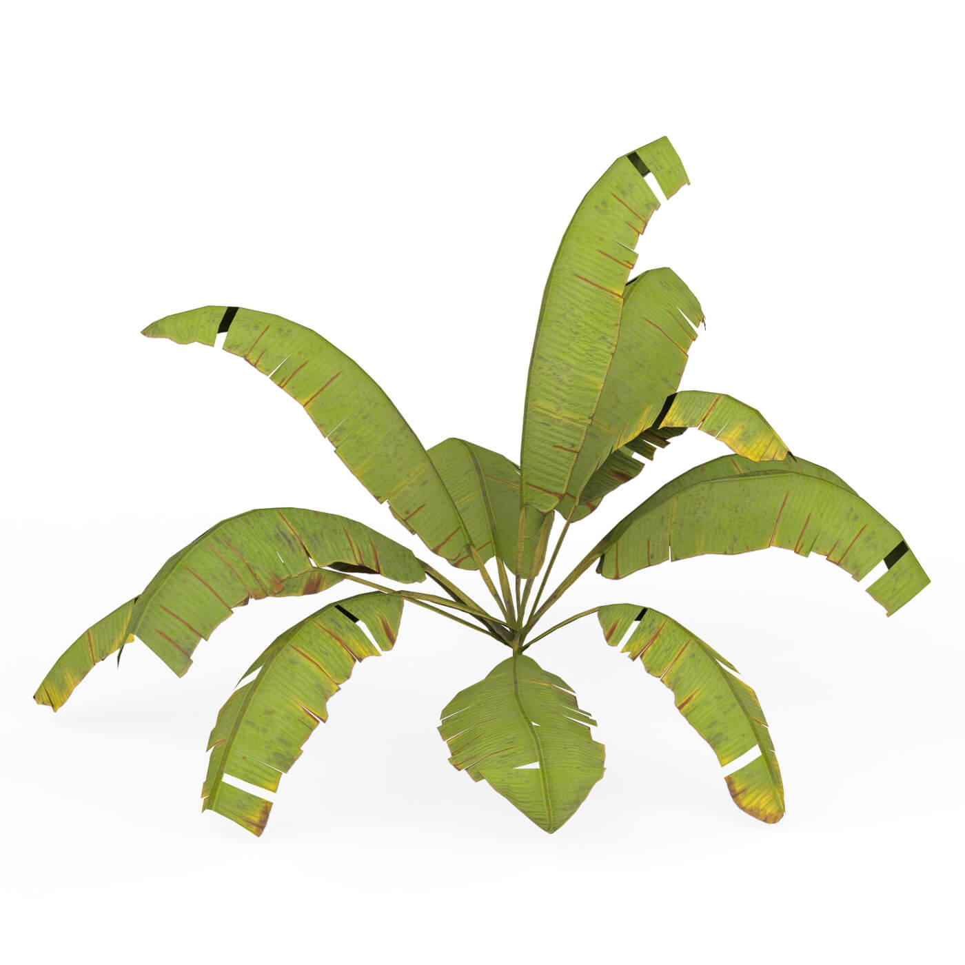 Banana Tree 05 - 3D Model by TreeWorld3d
