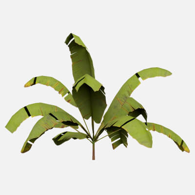 Banana Tree 05 - 3D Model by TreeWorld3d