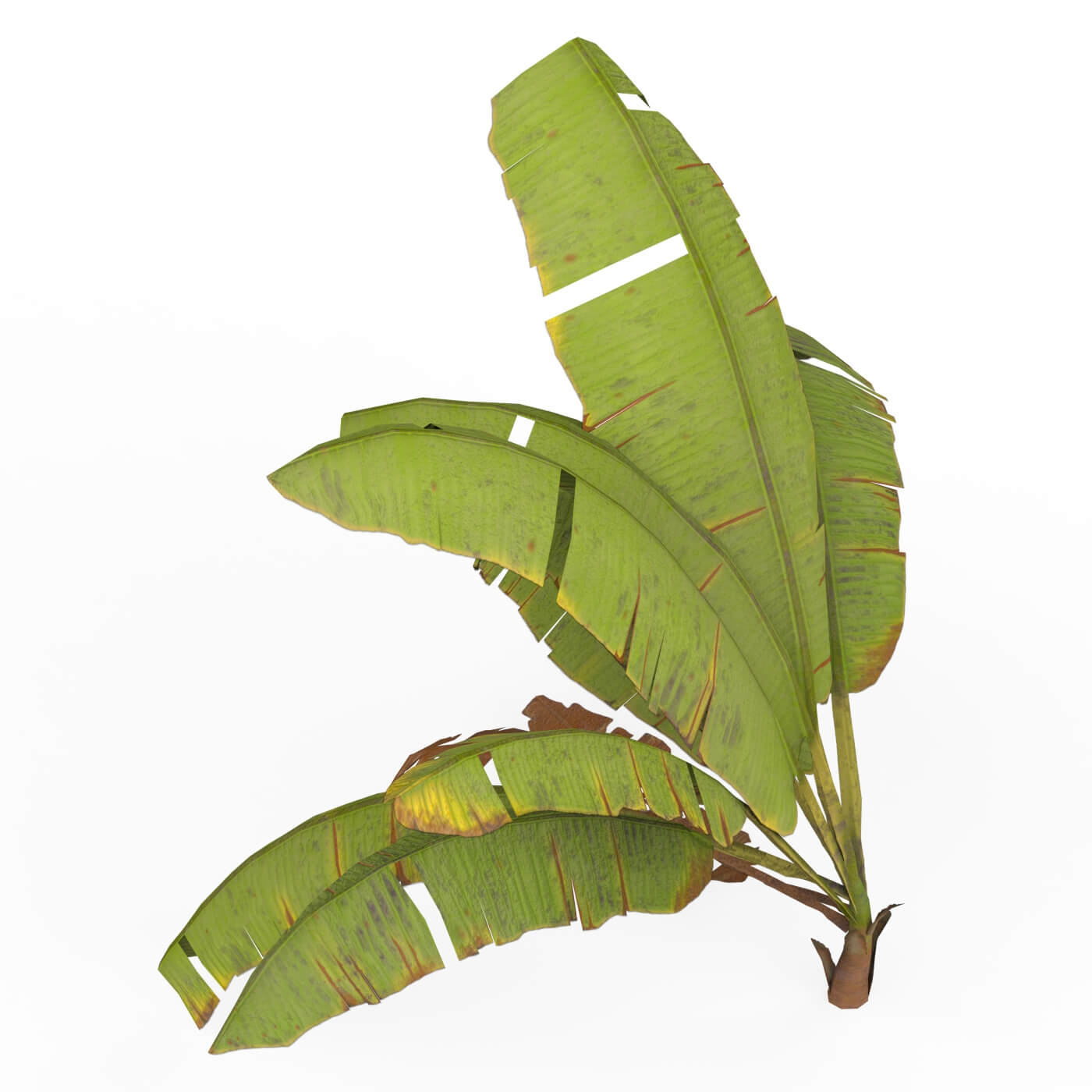 Banana Tree 06 - 3D Model by TreeWorld3d
